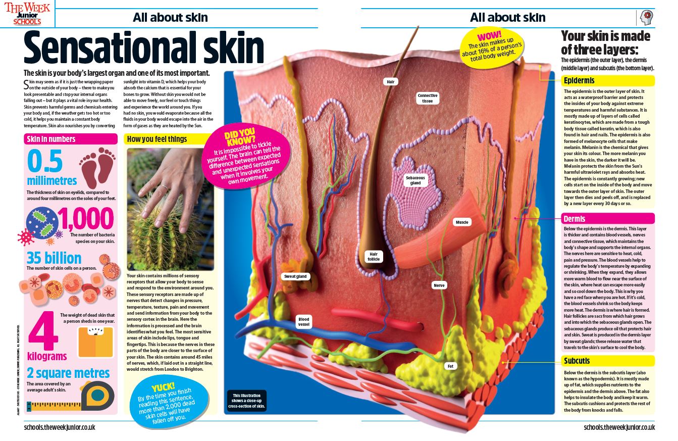 Skin | The Week Junior Schools